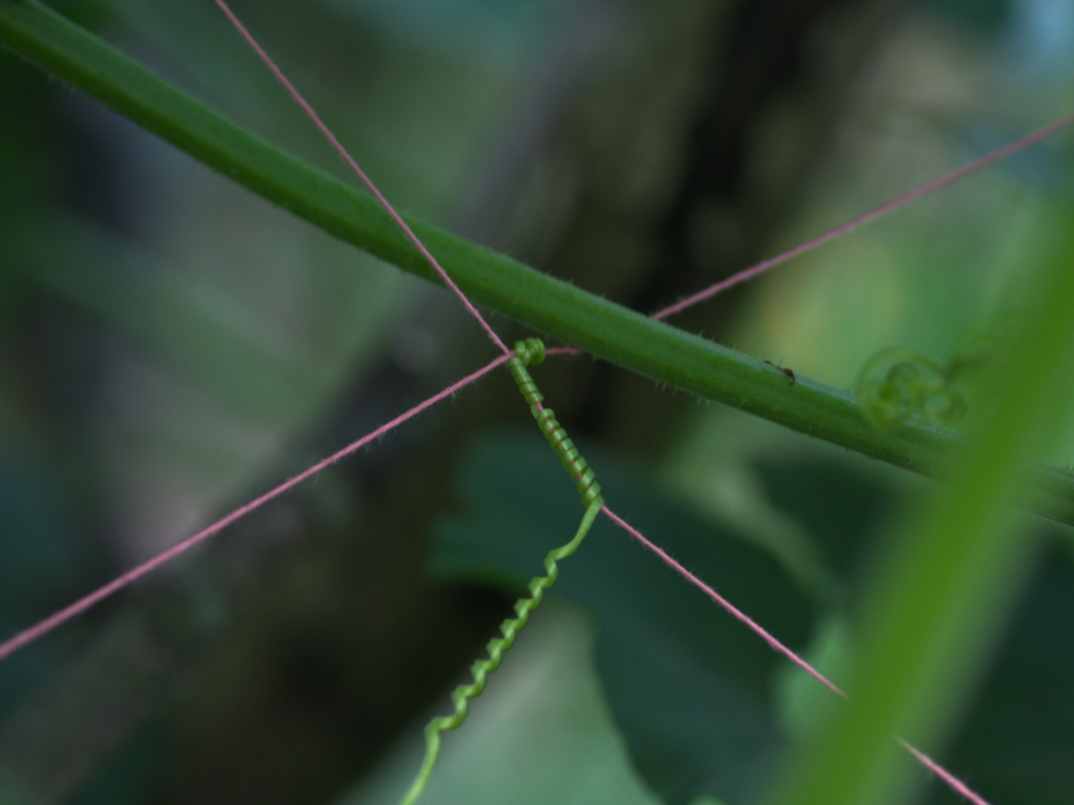 Two logics, and their connections with large cardinals / Questions for ...